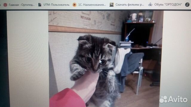 Вислоухий котенок