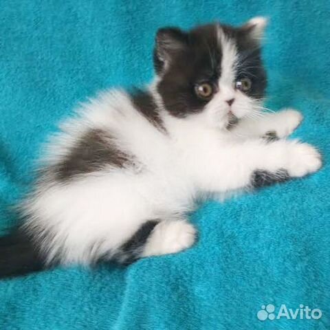 Мальчик - экзот (короткошерстный перс)