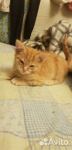Котята 4 месяца от роду