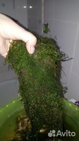 Мох яванский огромные кусты