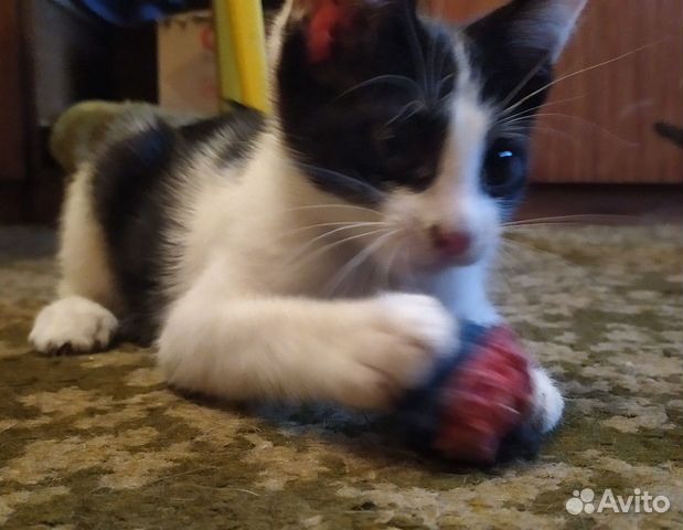 Степка Зайчик