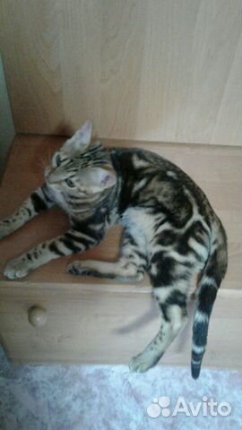 Бенгальские котята