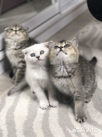 Шотландские котята