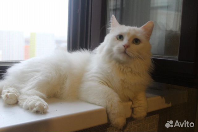 Белоснежка