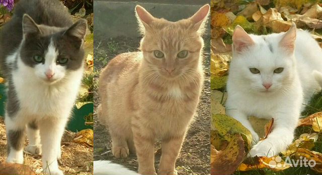 Котята подростки ищут дом