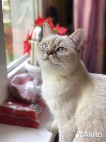 Вязка с шотландским котом блю поинт