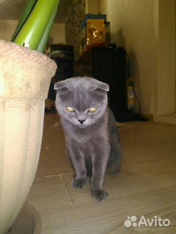 Отдам кошку