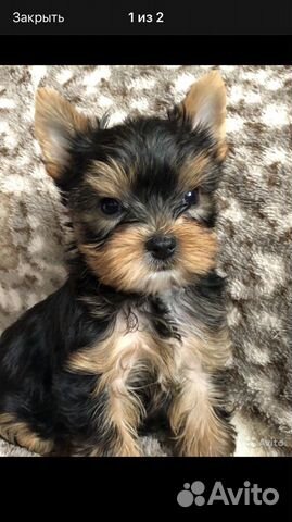 Кобелёк йоркширского терьера 2 мес