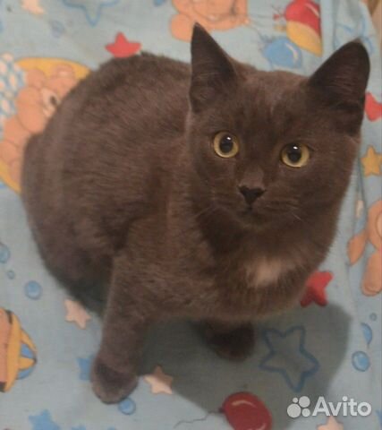 Котенок в добрые руки