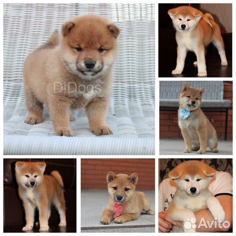 Акита и Сиба, шиба щенки