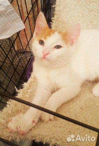 Котенок Никитка
