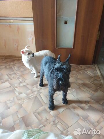 Пожилые цверг и пекинеска ищут новый дом