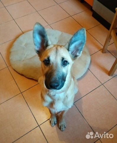 Отличный щенок в добрые руки