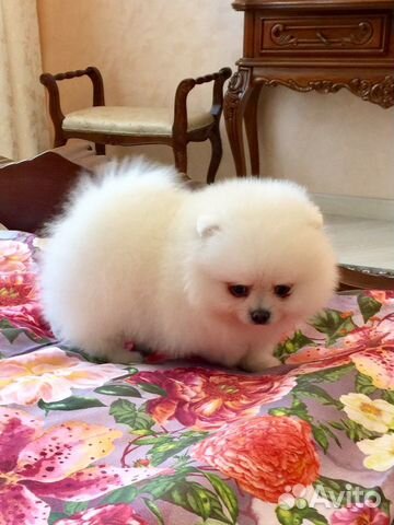 Померанчик, море обаяния и позитива