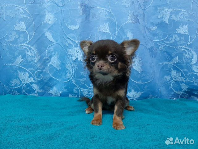 Шоколадные чихи