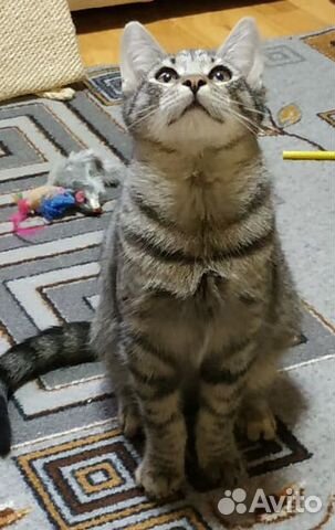 Котик Никифор