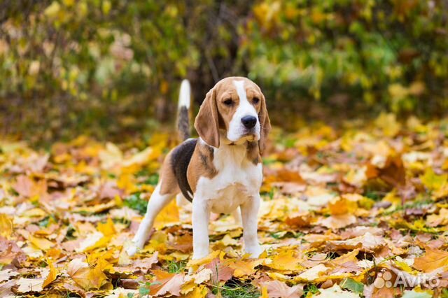 Породистая девочка Холли - Бигль из питомника FCI