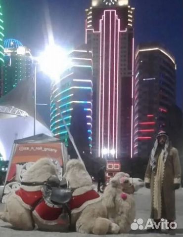 Верблюдица