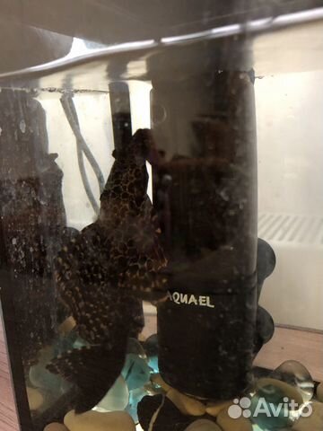Аквариумный сомик