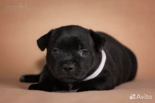 Девочки стаффордширского бультерьера