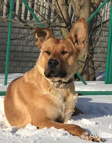 Арчи нужен дом