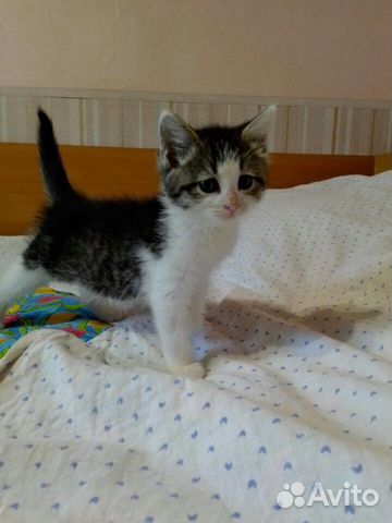 Милая девочка Пуговка