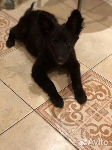 Щенок помесь лайки