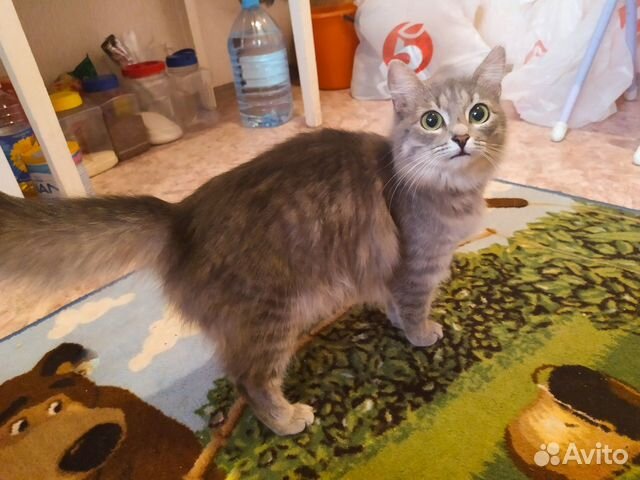 Котята
