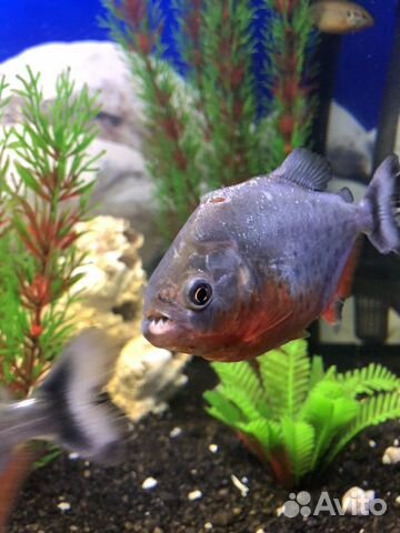 Пираньи натереира