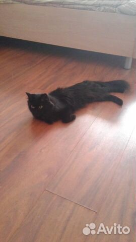 Подарю кошечку