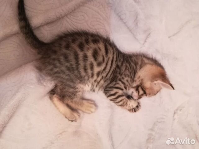 Котенок метис бенгала