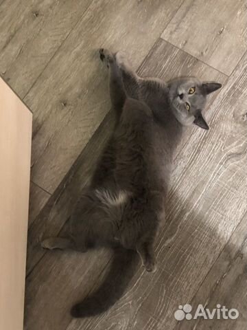 Кошка