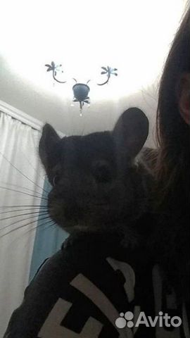 Продам шиншилл