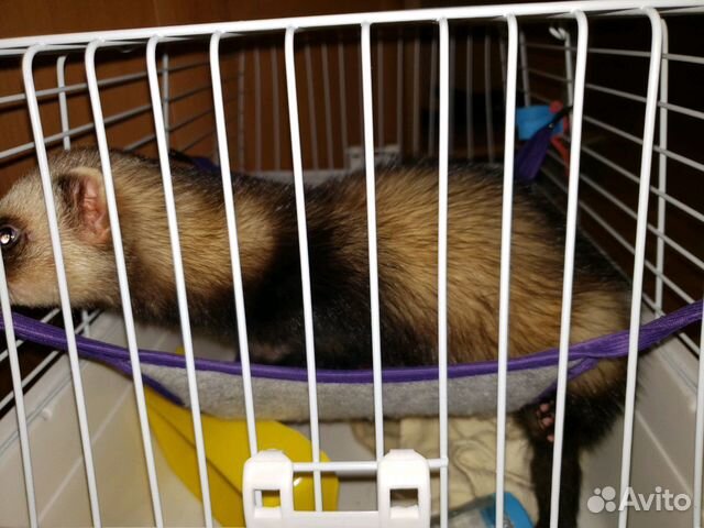 Хорёк (фретка)