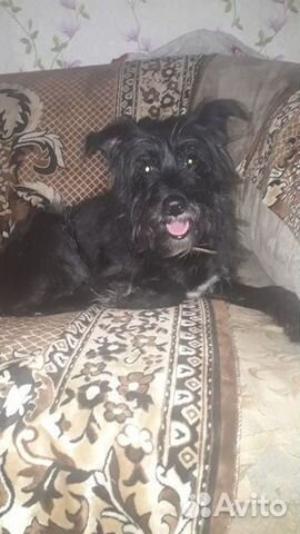 Собака стерилизованная