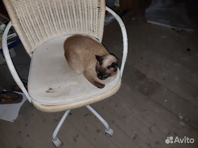 Отдам сиамскую кошку
