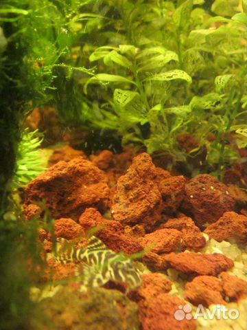 Номерные сомы л-066 и л-400