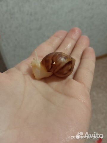 Улитки ахатина альбино