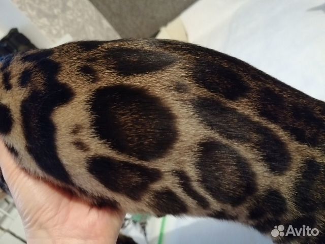 Красавица Сабрина