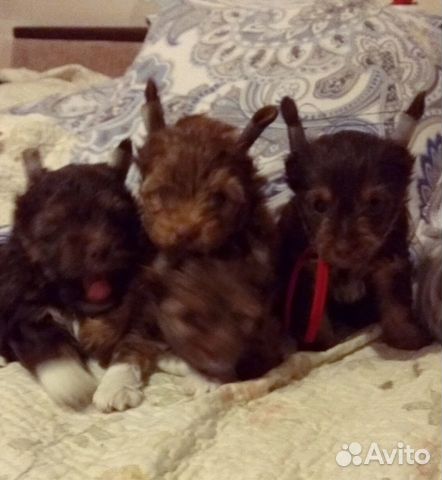 Шоколадные батоны