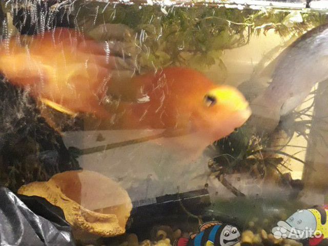 Рыба-попугай