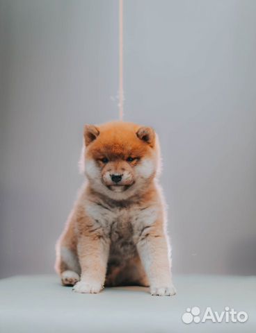 Мальчик и девочка сиба