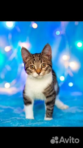 Котодевочка 2,5 месяца
