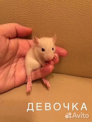 Очаровательные крысята