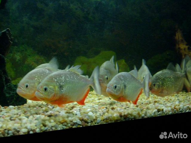 Пираньи (хищные ) натера