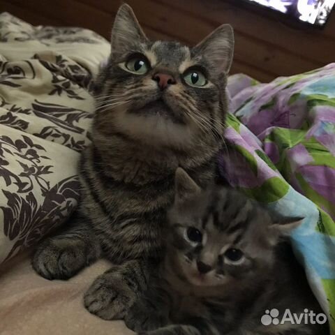 Отдадим котёнка в добрые руки