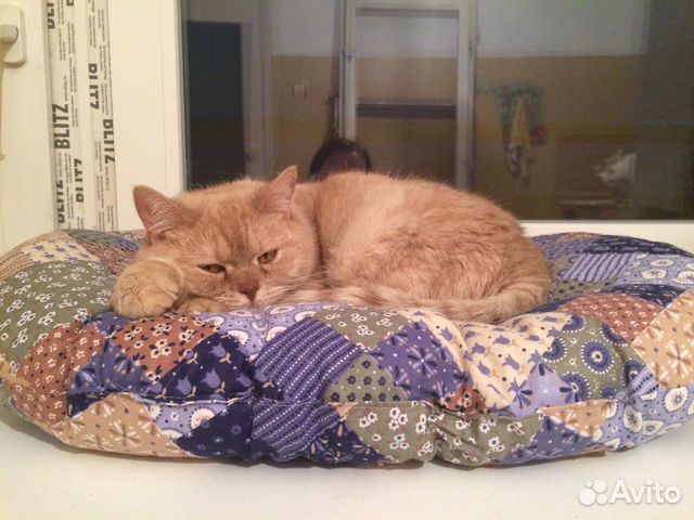 Стерилизованная кошечка Джесси