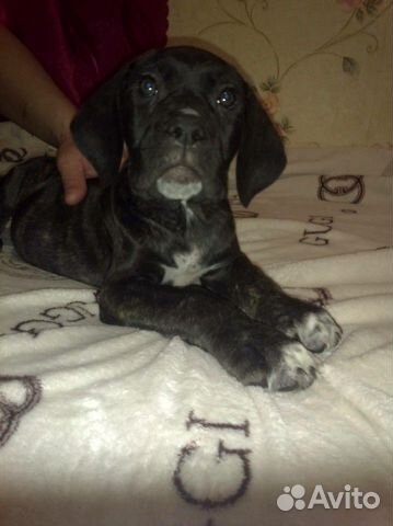 Продаются щенки Кане Корсо