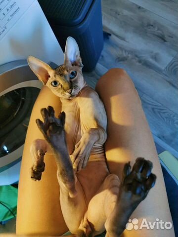 Вязка Сфинкс