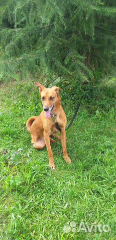 В добрые руки